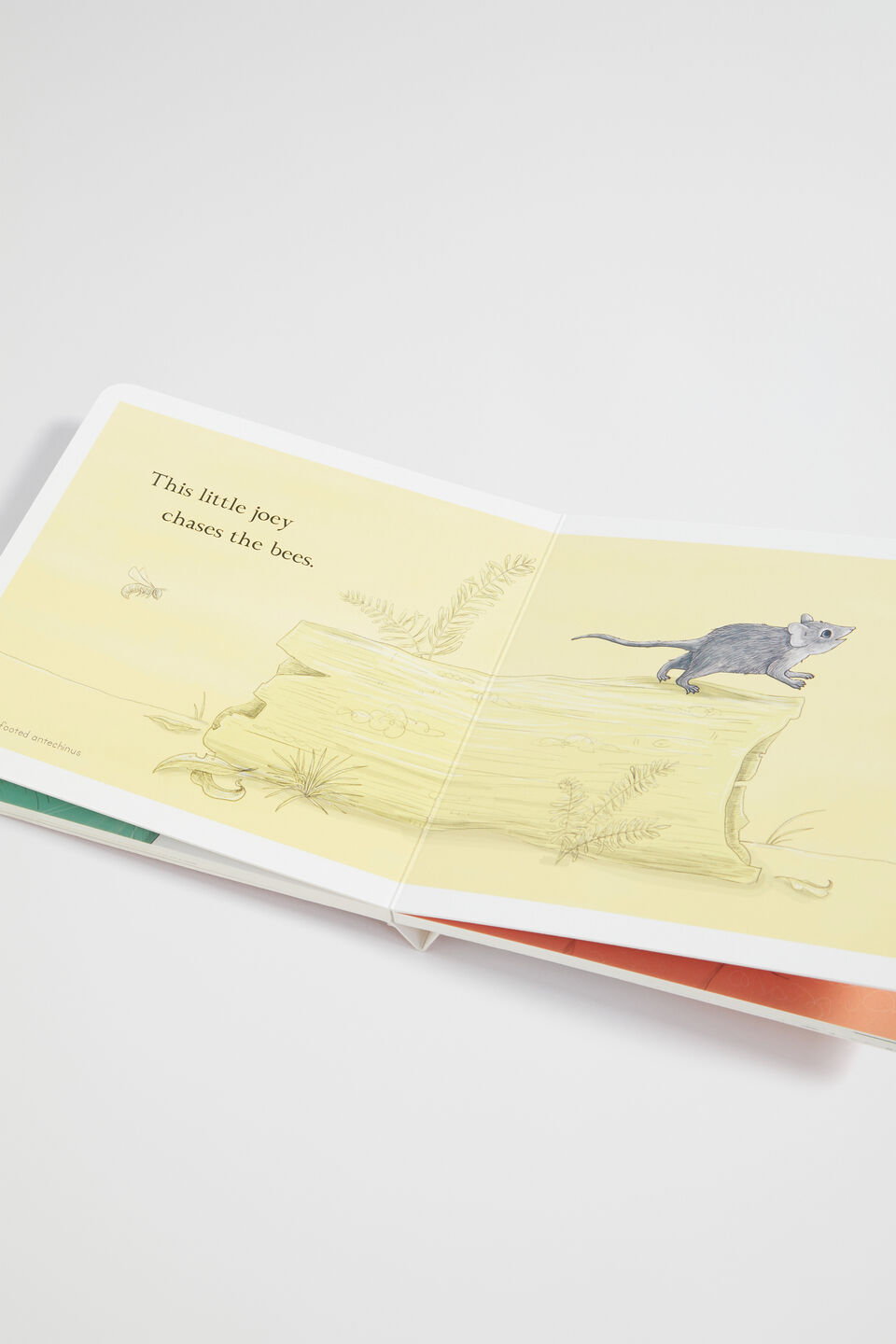 This Little Joey Book | Seed Heritage